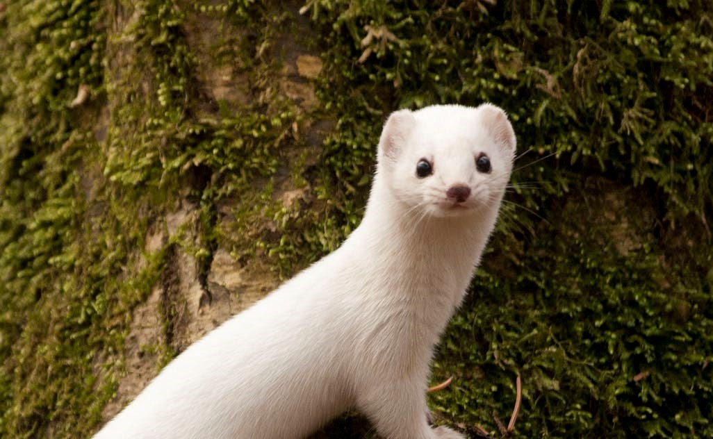 Pop Go the Weasels – Max Frances